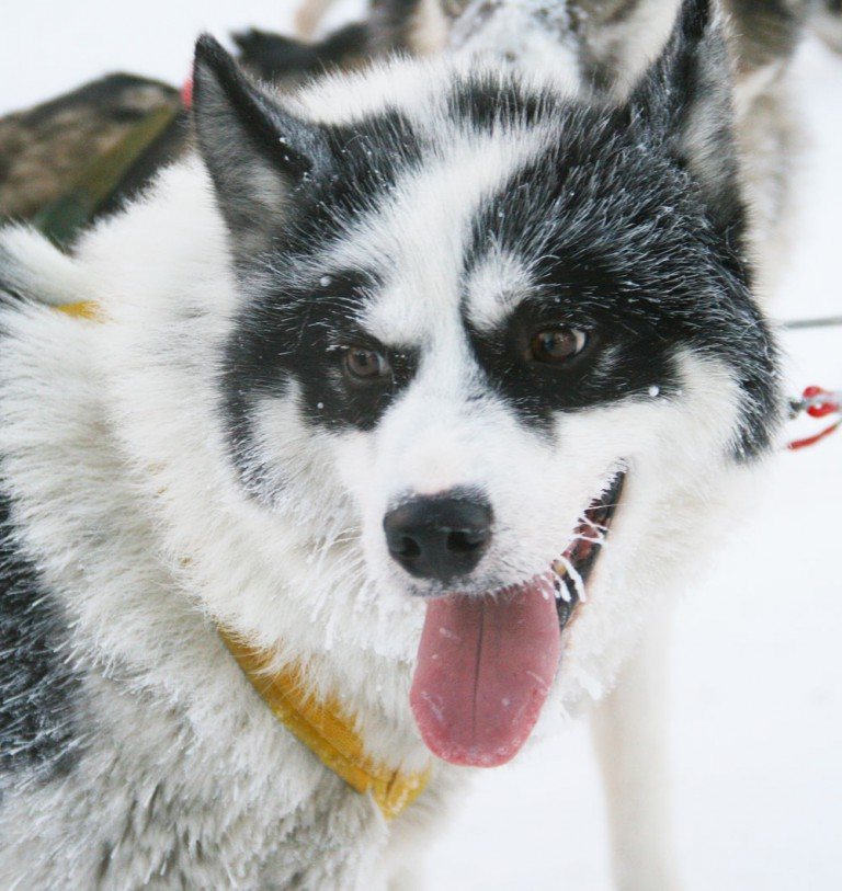 Experiencing the Magic of Lapland in Rovaniemi, Finland - Skimbaco ...