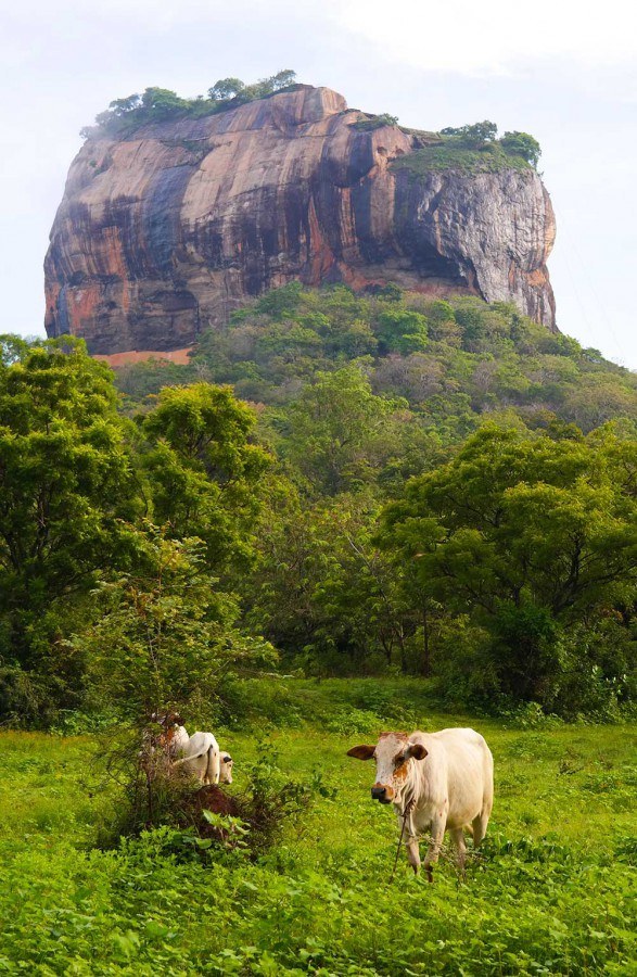 12 Life (and Business) Lessons Climbing the Lion Rock in Sri Lanka ...